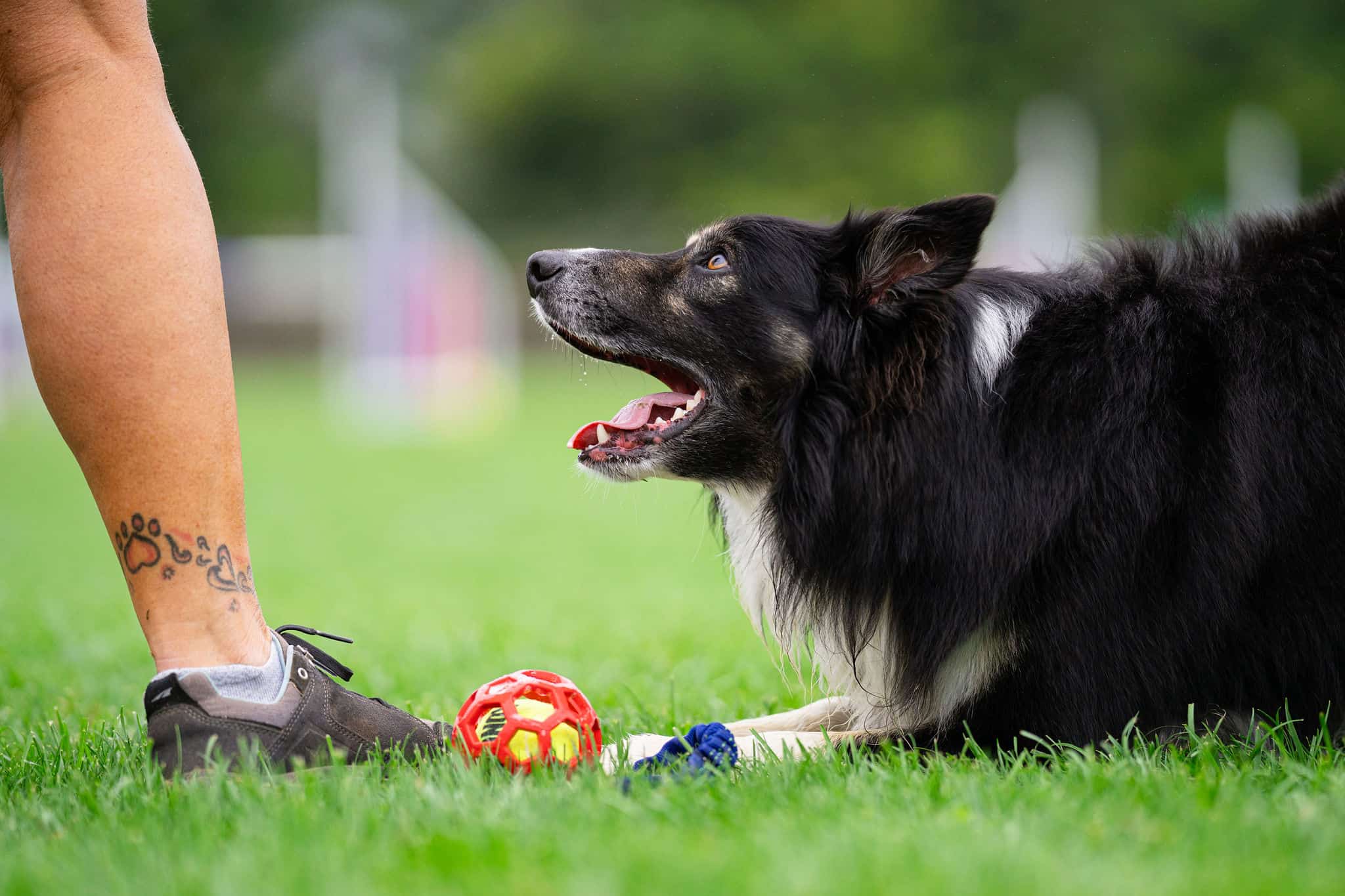 Training - Run Wild Dog Sports